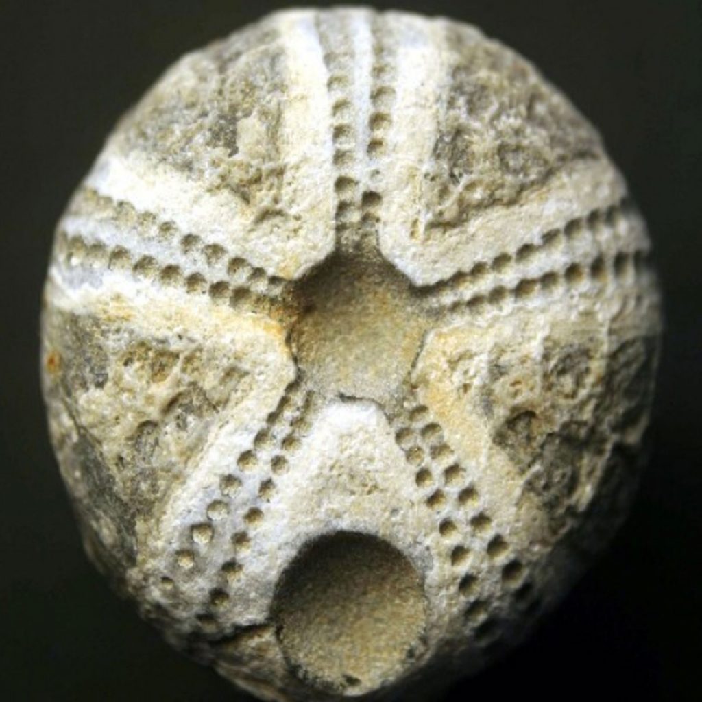 Fossilien-Übersicht - Kreidemuseum Rügen