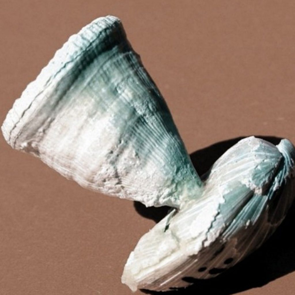 Fossilien-Übersicht - Kreidemuseum Rügen