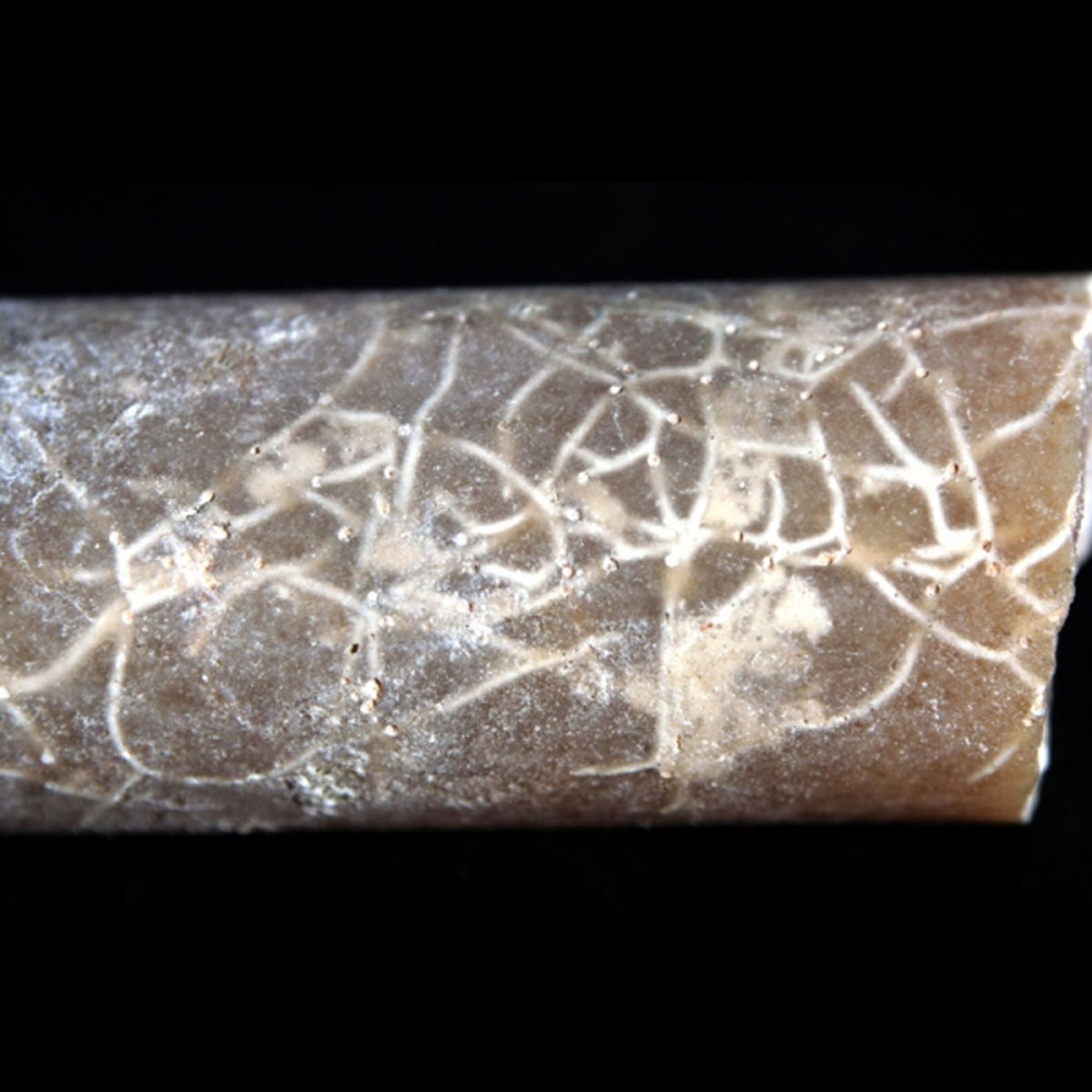 Talpina-ramosa-im-Belemitenrostrum-27mm - Kreidemuseum Rügen