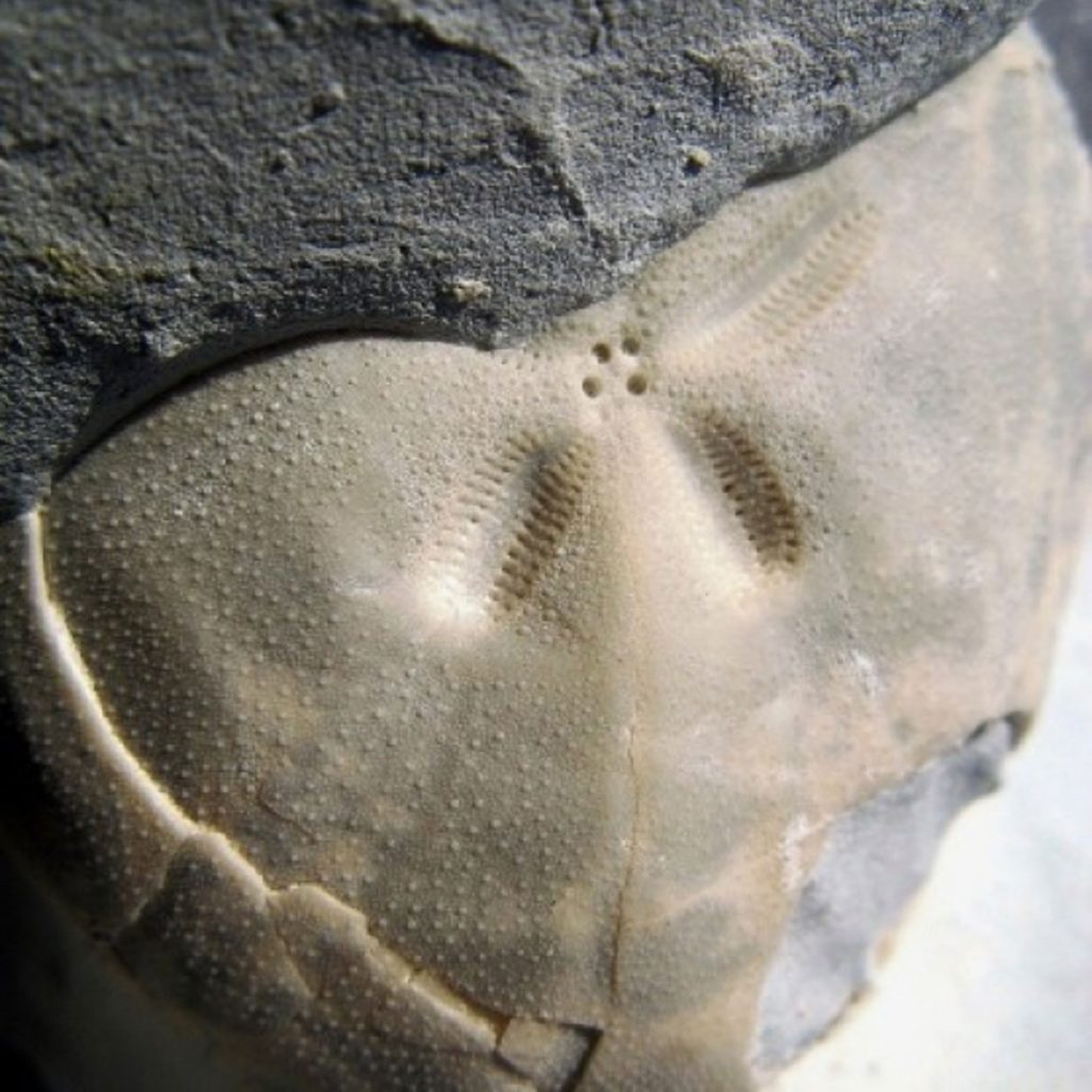 Fossilien-Übersicht - Kreidemuseum Rügen